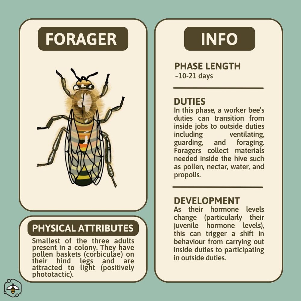 Langley Bee Club | All About Honey Bees